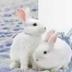 És possible donar als conills de neu en lloc d'aigua a l'hivern: característiques de cant fred 5582_2