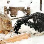 Възможно ли е да се даде зайци сняг вместо вода през зимата: пеене на студ 5582_3