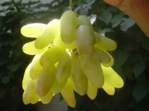 Опис сорту винограду Дамські пальчики і характеристики Хусайне білого і чорного, коли дозріває