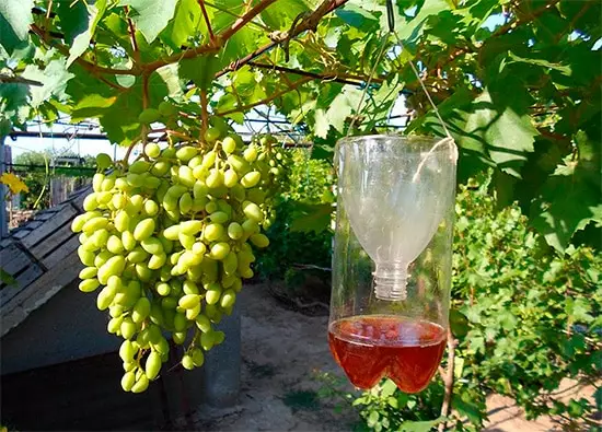 Zaščita grozdja iz OS