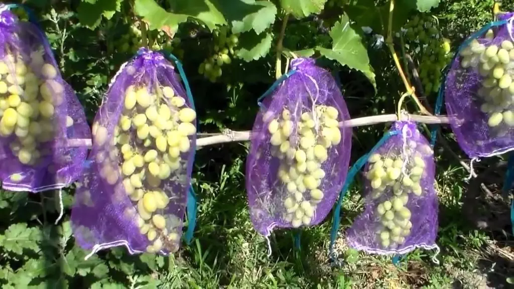 Beskyttelse af druer fra OS