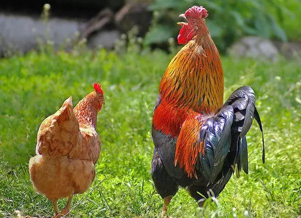 Rooster a Chyw Iâr