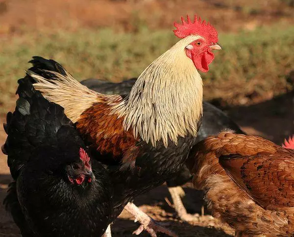 Zakara ga wadanda ba su yiwu ba