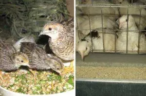 ভাল ভোজন ভাল ধাক্কা বাড়িতে quails