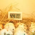 Kwartel van winkelen eieren: is het mogelijk om in te trekken en verdere zorg te geven 558_3