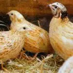 কেনাকাটা ডিম থেকে quail: এটা প্রত্যাহার এবং আরও যত্ন সম্ভব 558_4