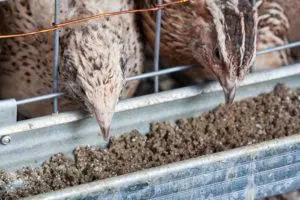 შემადგენლობა საკვების for quails და როგორ შესანახი როგორ უნდა ის თავს