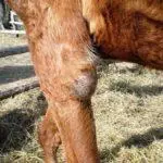 Бруцелоза говеда: симптоми и преносни патеки, третман и превенција шема 5590_4