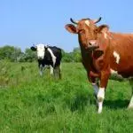 Brucellose Cattle: symptomen en transmissionspaden, behanneling en previnsjeskema 5590_5