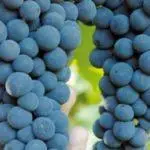 Vynuogių amuro proveržis: įvairių ir charakteristikų aprašymas, auginimas 5595_1