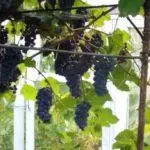 Grapes AMAR Schrerough: အမျိုးမျိုးနှင့်ဝိသေသလက္ခဏာများ, စိုက်ပျိုးမှု၏ဖော်ပြချက် 5595_2