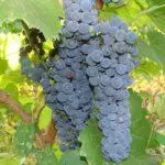 Grapes AMUR Breakthrough: Danasîna cûrbecûr û taybetmendî, çandin 5595_3