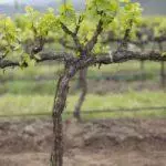 Vynuogių amuro proveržis: įvairių ir charakteristikų aprašymas, auginimas 5595_6