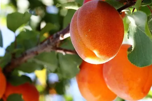Tlhaloso ea Apricot