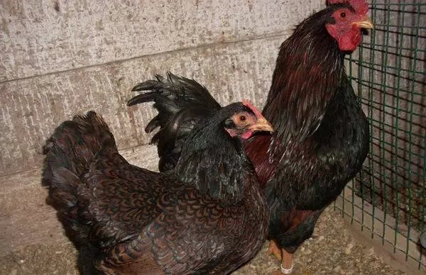 Fekete csirkék