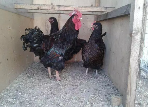 Csirke coopers