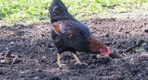 Csirke az udvarban