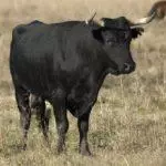 Bull Wisata: Kepiye tampilan lan ing endi katon punah, nyoba nggawe ulang 5607_9