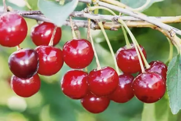 Cherry Standard Urale