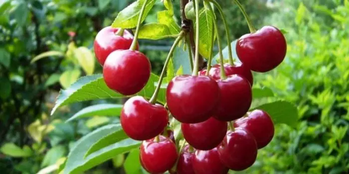 Cherry Standal URALS