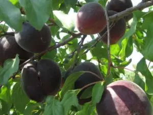 Beschreibung der Aprikosensorten Black Samt, Vor- und Nachteile, Landung und Pflege