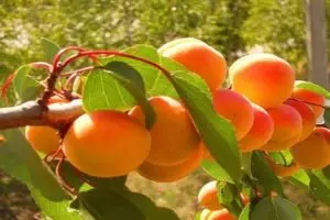 คำอธิบายของ Apricots Olympus, ผลผลิตของผลผลิตและการเพาะปลูก