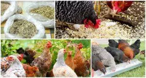 Ce aditivi sunt necesari pentru găinile nucleare permanente de ou și cum să dea, ceea ce este imposibil
