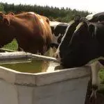 Quanta vaca d'aigua és per dia: el paper de la taxa de fluids i de consum 5617_3