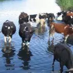 Quanta vaca d'aigua és per dia: el paper de la taxa de fluids i de consum 5617_4