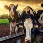 Cât de multă vaca de apă este pe zi: rolul de fluid și rata de consum 5617_5