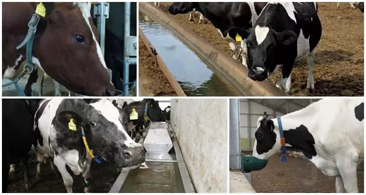 Karvė geria vandenį