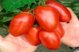 Opis velikih raznolikosti rajčice Maestro F1, njegove karakteristike