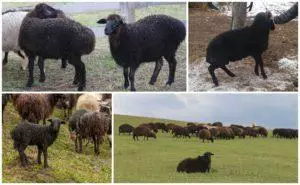 Опис и карактеристики на овците на карахај раса, правила за содржина
