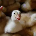Neden ördek yavrusu boynunu çevirdi: eğriliğin nedenleri ve ne yapmalı, önleme 5625_4