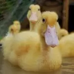 Neden ördek yavrusu boynunu çevirdi: eğriliğin nedenleri ve ne yapmalı, önleme 5625_6