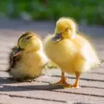 Neden ördek yavrusu boynunu çevirdi: eğriliğin nedenleri ve ne yapmalı, önleme 5625_7