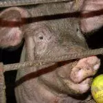 Да ли је могуће дати јабуке за свинчине: корист и наштетити и како се хранити 5628_1