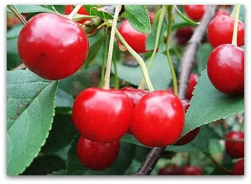 Cherry phana