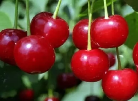 Cherry Berekana