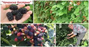 Popis a charakteristika velikosti Blackberry odrůdy Chanchansk, jeho kultivace