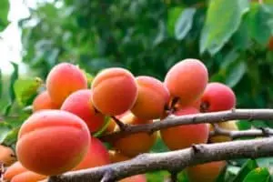 Hvorfor abrikos blomstrer, men ikke frugter, grunde og hvad de skal gøre ved det