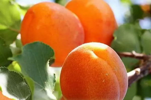 Оранжеви плодове
