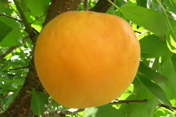 Pohon aprikot