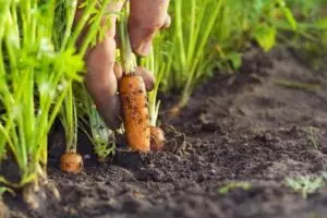 Халық қорғаушылар бойынша сәбізді өңдеуден гөрі қалай күресуге болады