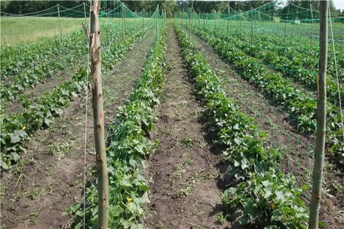 Fazenda de pepinos