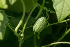 Descrição do grau de pepino Africano Melotry, suas características, propriedades e regras de cultivo