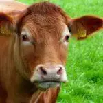 Обрак порода корів: опис і характеристика, правила утримання 5635_1