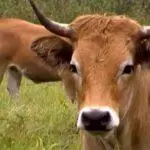 Marco de vacas: descrición e características, regras de contido 5635_2