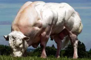 Top 10 suurimmat lehmät maailmassa ja ennätyksen haltijoiden koko