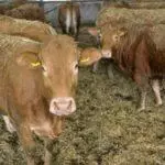 Рамка от крави: описание и характеристики, правила за съдържание 5635_7